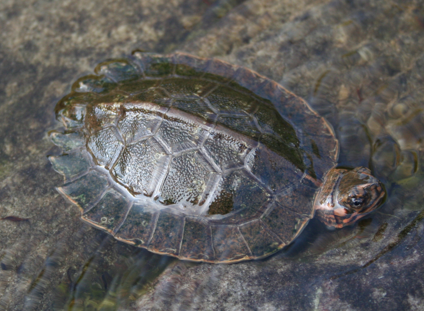 Tortoise and Freshwater Turtle Specialist Group
