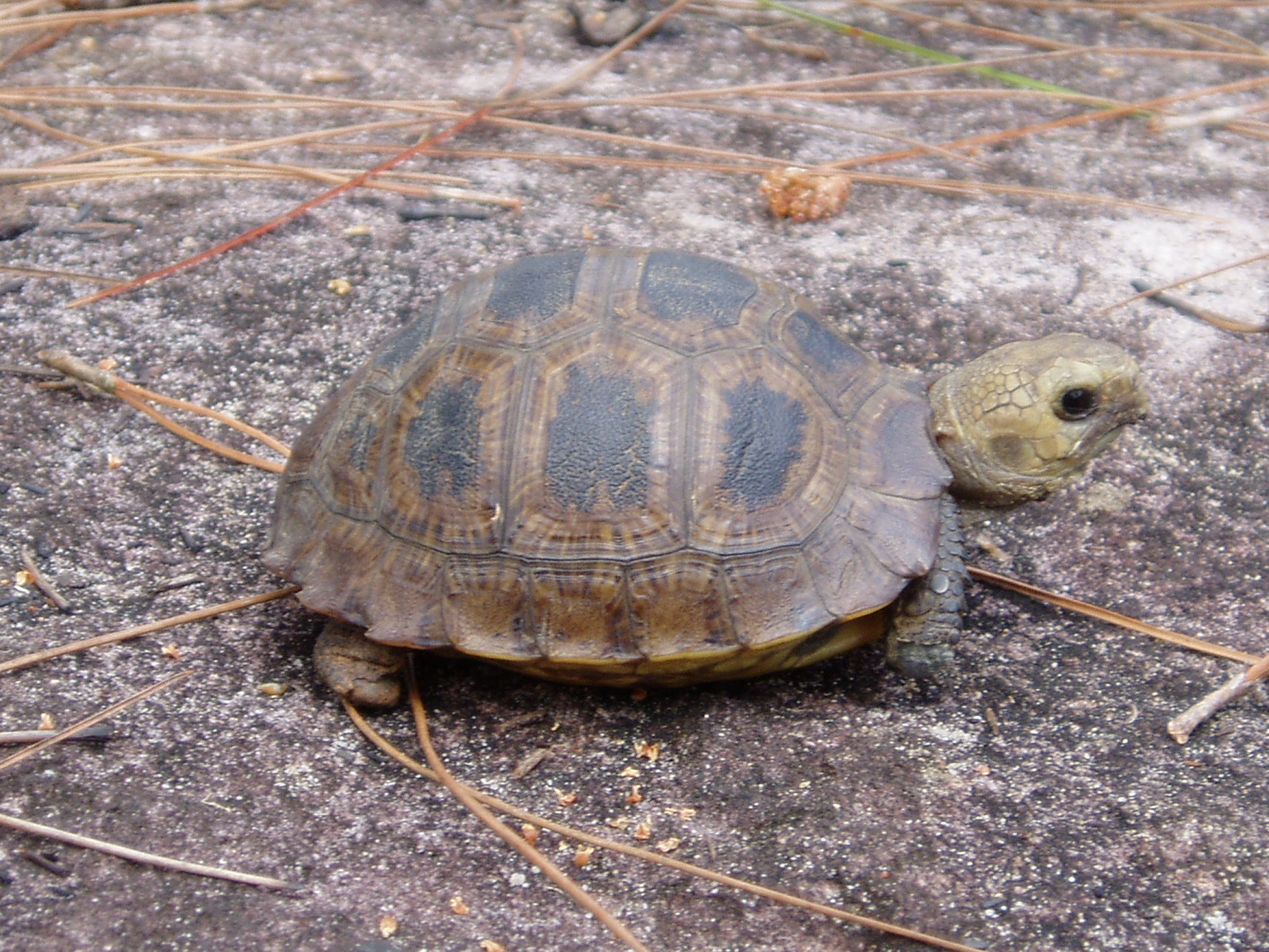 Tortoise and Freshwater Turtle Specialist Group