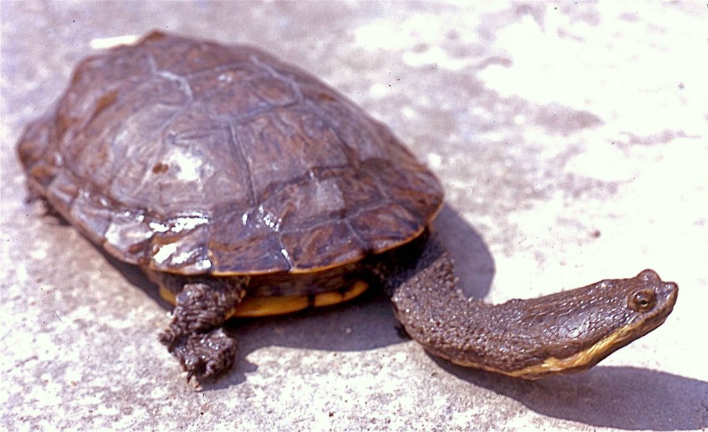 Tortoise and Freshwater Turtle Specialist Group