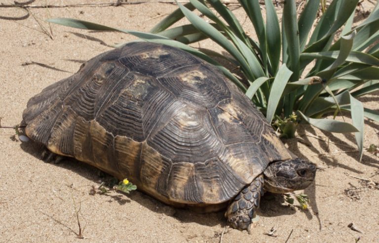 Tortoise and Freshwater Turtle Specialist Group