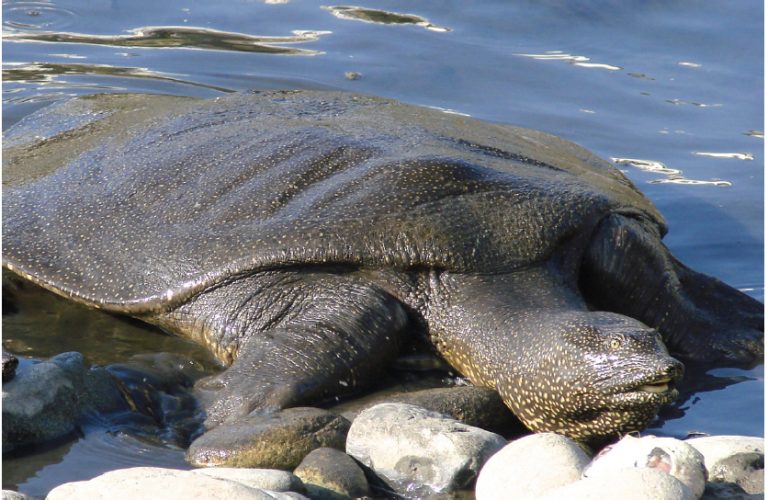 Tortoise and Freshwater Turtle Specialist Group