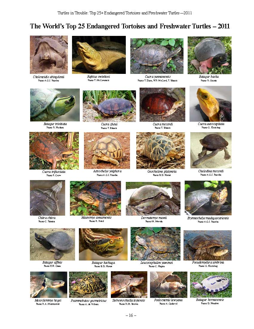 Tortoise and Freshwater Turtle Specialist Group